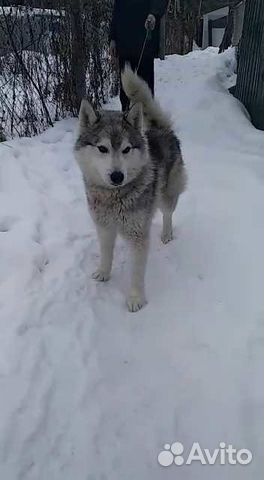 Аляскинский Маламут в дар