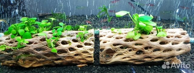 Декорация - кактус Чолла, мхи