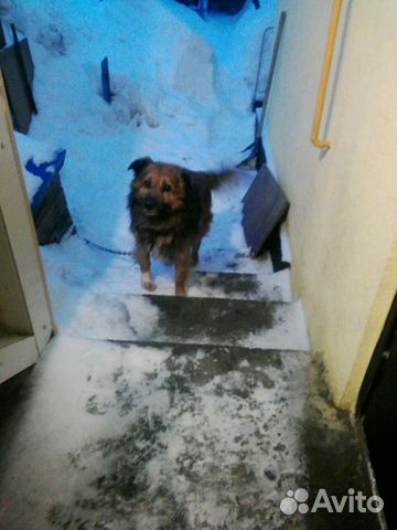 Восточно-европейская рыжая собака