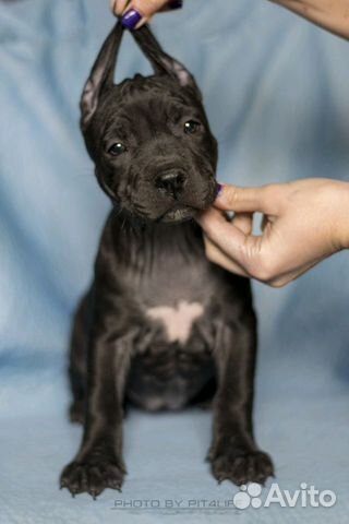 Девочки питбуля (проф питомник)