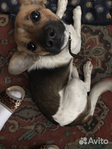 Помесь таксы