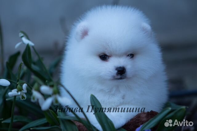 Шпиц мальчик