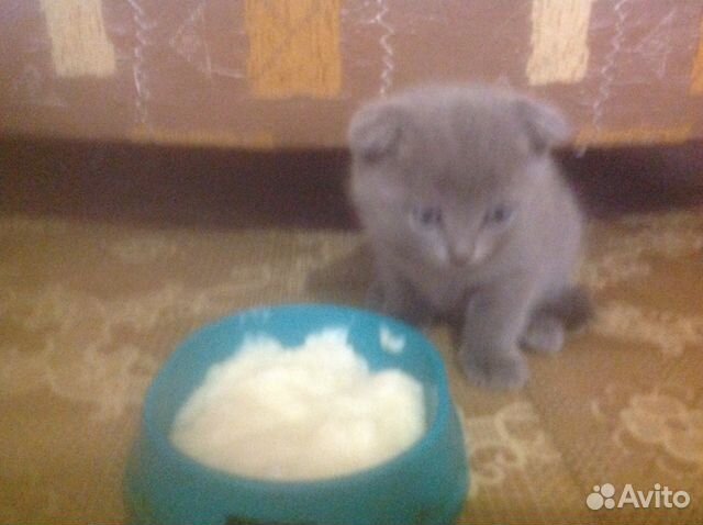 Продаю вислоухого котика