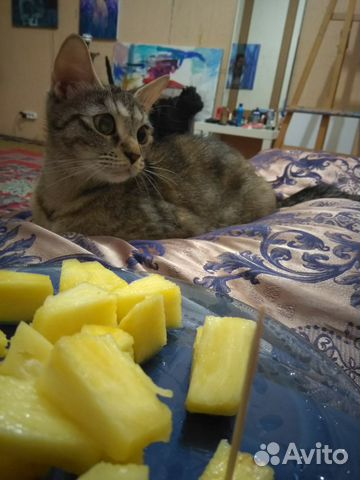 Отдадим кошку ответственным хозяевам