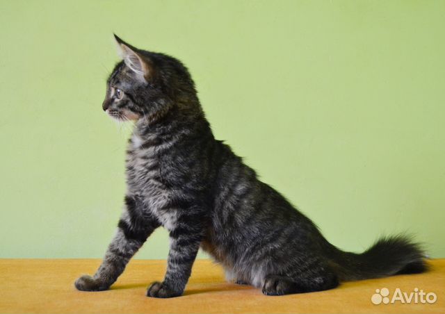 Котик в добрые руки