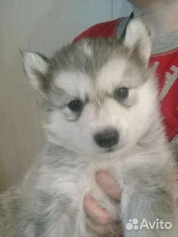 Щенки Сибирской хаски