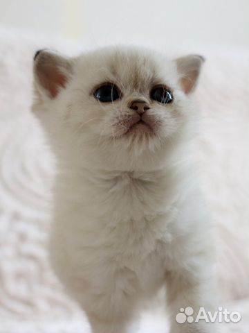 Шикарная девочка страйт золотой колор пойнт