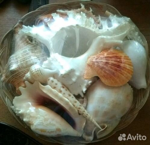 Ракушка