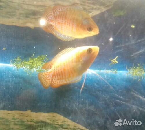 Аквариумные рыбки