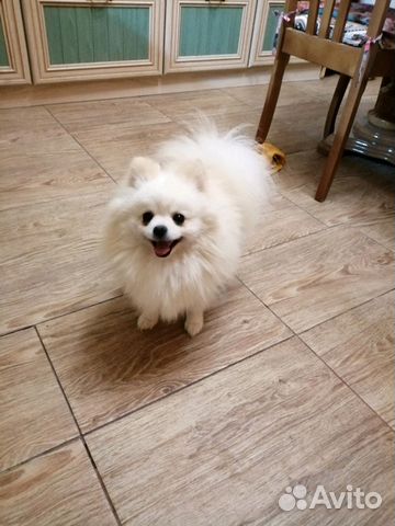 Кремовый шпиц вяzка