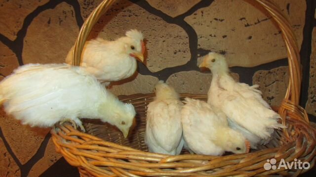 Мини яичные Э-1 зеленое яйцо