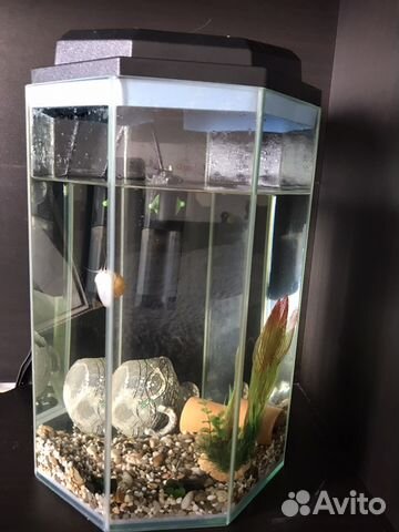 Аквариум с сомом