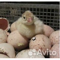 Суточные индюшата / Бронзовые и Белые