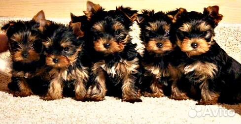 Детки не из клетке