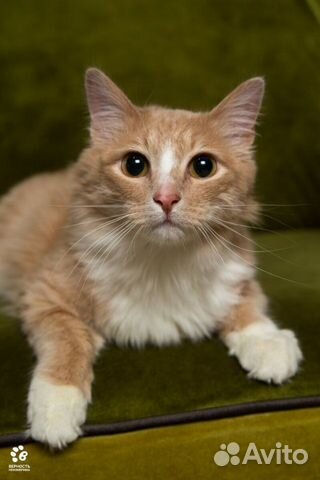 Сладкий Персик