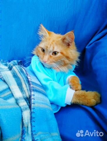Ласковый кот просит временно приютить его