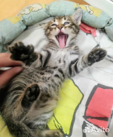 Полосатые котятки только в добрые руки)