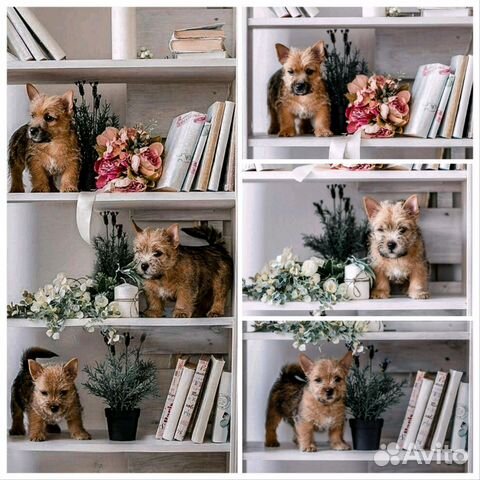 Щеночки Норвич-терьера мальчики