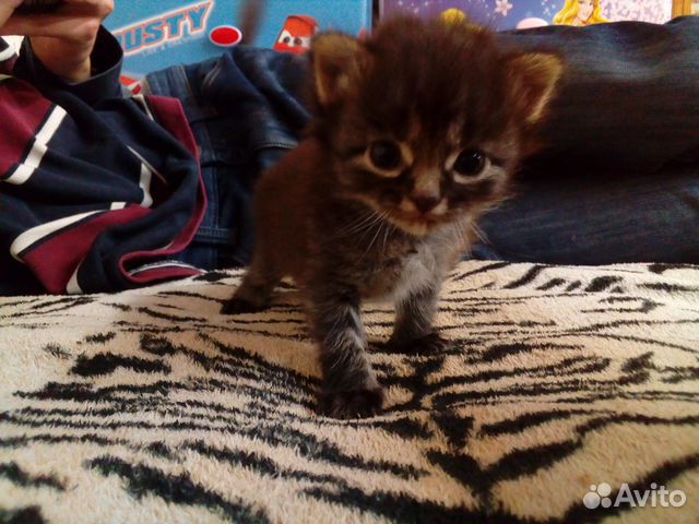 Продаю котенка