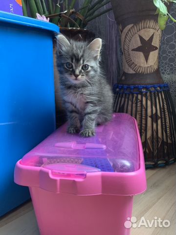 Курильский бобтейл, котёнок