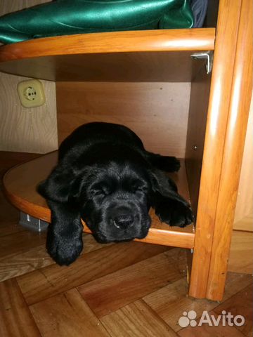 Продам щенка лабрадора