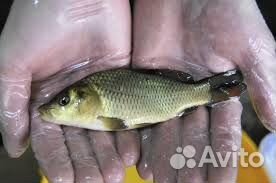 Малёк карпа, толстолобика, белого амура