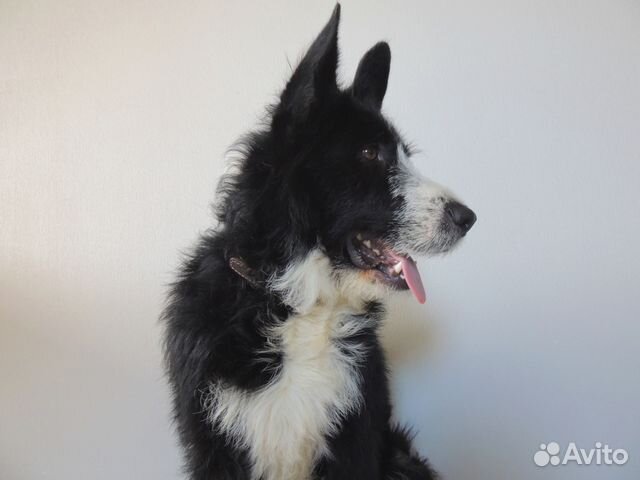 Пёс Леопольд ищет дом