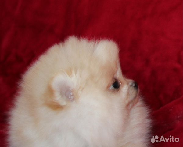 Супер мини помераночка