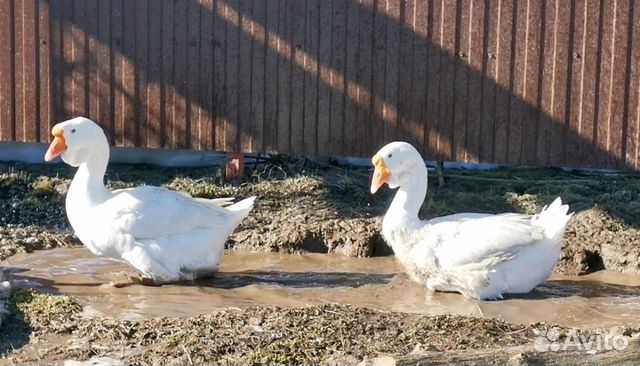 Гусь холмогор