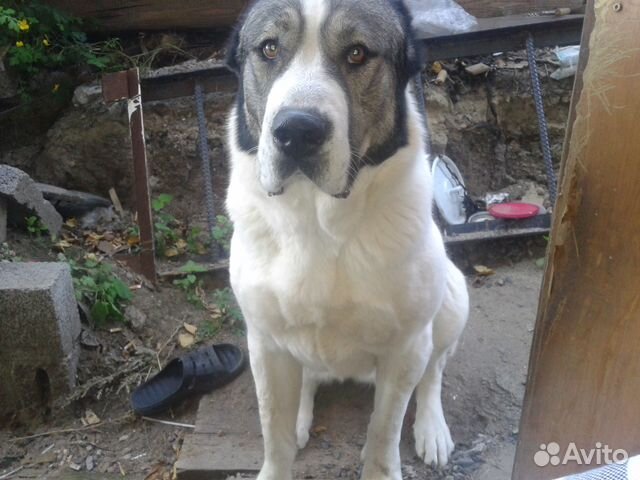 Cука на вязку