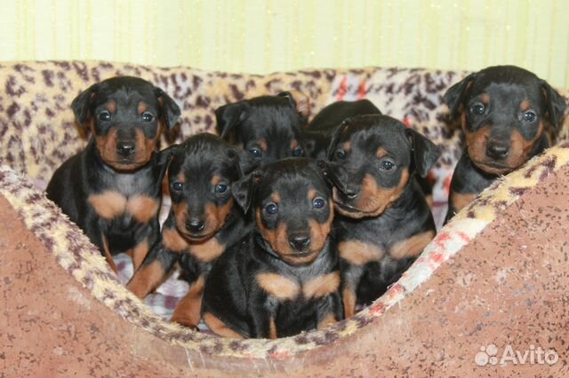 Щенки Цвергпинчера