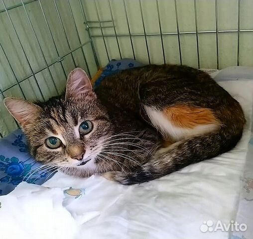 Особенная кошка Лёля - в добрые руки