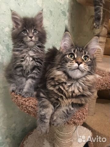 Котята рысята Мейн кун 2 м