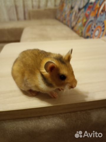 Продам хомячка
