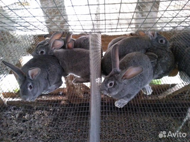 Сов.шиншиллы молодняк самка покрытая и помесь