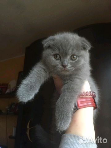 Кошечка британская в слаухая