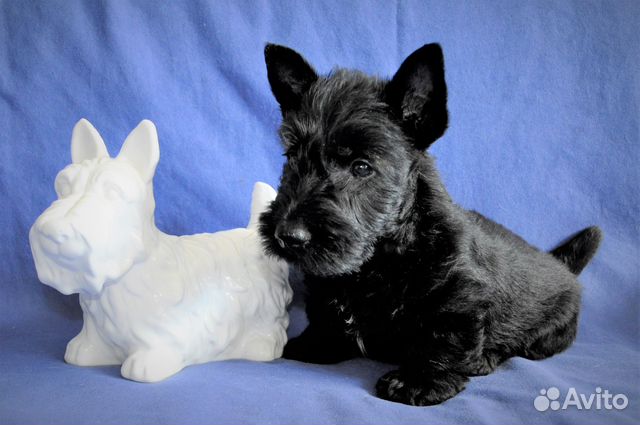 Замечательный малыш скотч-терьера