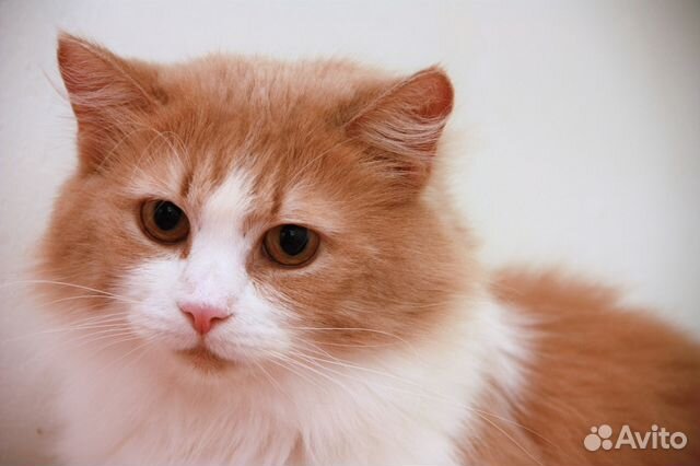 Красивый Котик Маркус