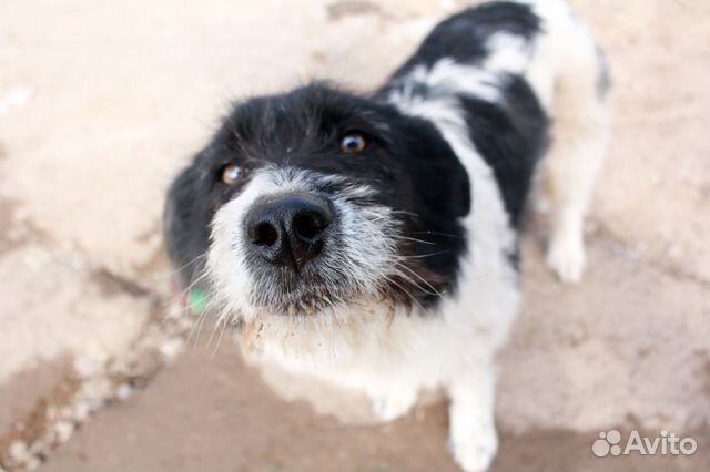 Собака, подрощенный и стерилизованный щенок