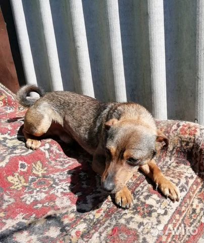 Макс ищет дом