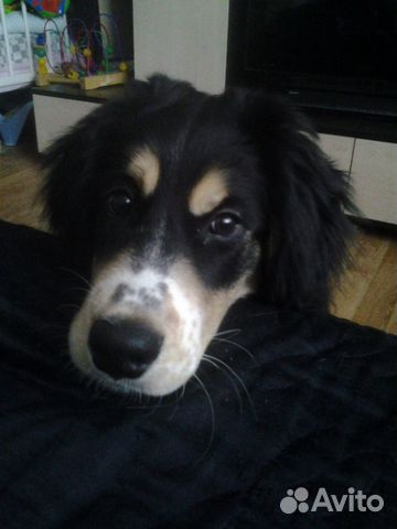 Метис хаски и спаниеля