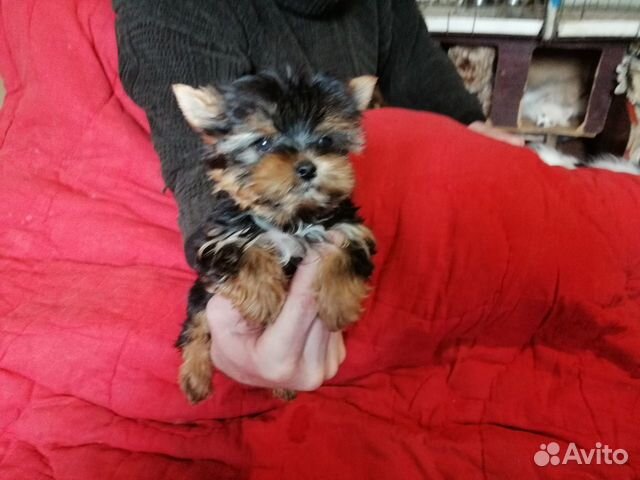 Крошки в ладошке