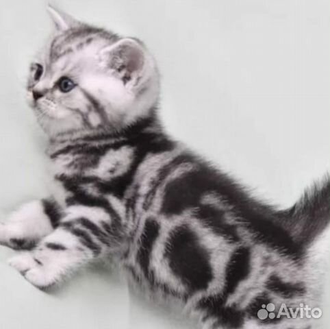 Шотландский одуванчик и плюшик