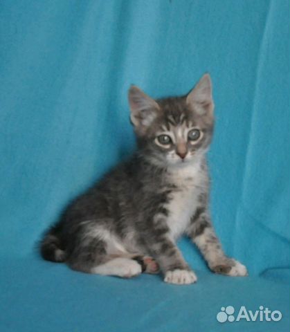 Очаровательный малыш - в дар