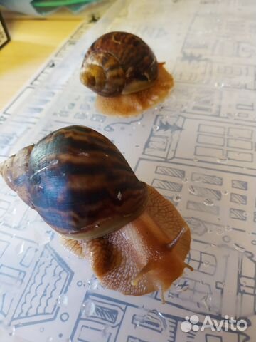 Улитки ахатины