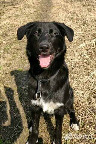 Милейший Макс в поисках дома