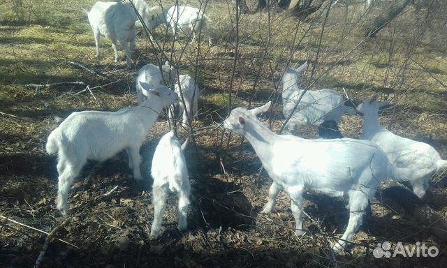 Зааненские козлята. Продажа, обм