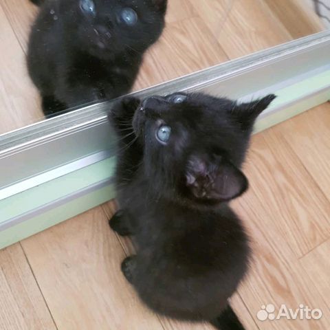 Котята в хорошие руки