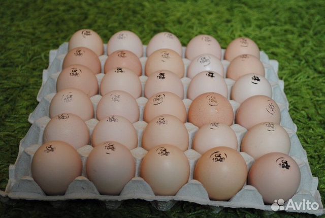 Инкубационное Яйцо Кобб-500 Чехия; Хайбрид Конверт
