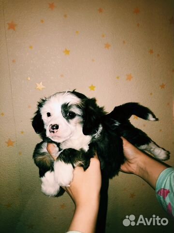 Малыши китайчики